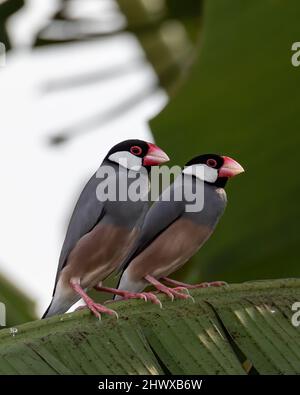 Group of beautiful bird Java sparrow (Lonchura oryzivora Stock Photo ...