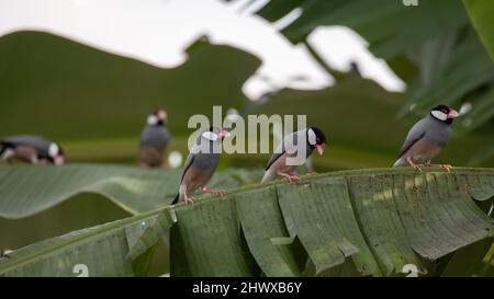 Group of beautiful bird Java sparrow (Lonchura oryzivora Stock Photo ...