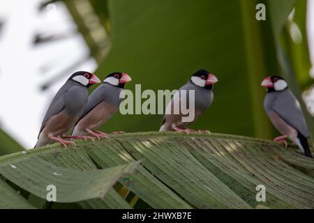 Group of beautiful bird Java sparrow (Lonchura oryzivora Stock Photo ...