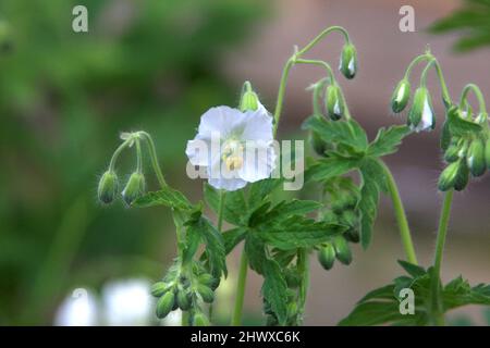 GERANIUM PHAEUM ALBUM Stock Photo - Alamy