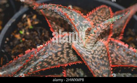 Aloe donnie in detail with red serrated leaves. Beautiful color of ...