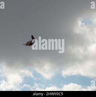 Silhouette of soaring peregrine falcon (Falco peregrinus) in flight ...