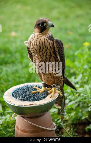 Falcon on the perch. Male peregrine falcon on the block perch Stock ...