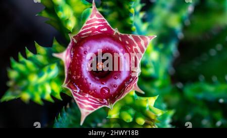 Variegated Huernia Zebrina flower. Beautiful star-shaped succulent ...