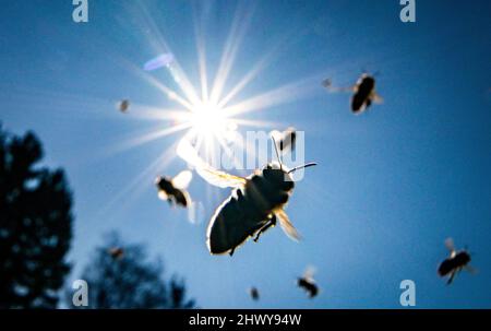 08 March 2022, Hessen, Frankfurt/Main: Snakes dance at the Jacobiweiher ...