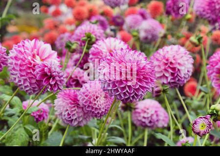 Dahlia 'Hillcrest Jonathan' in flower Stock Photo - Alamy