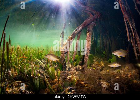 Fish swimming around Mangroves Stock Photo - Alamy