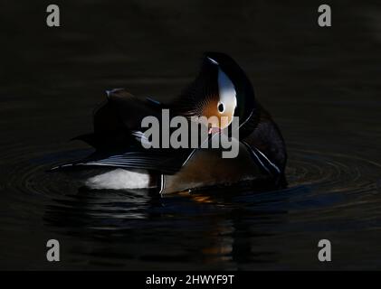 08 March 2022, Hessen, Frankfurt/Main: Snakes dance at the Jacobiweiher ...