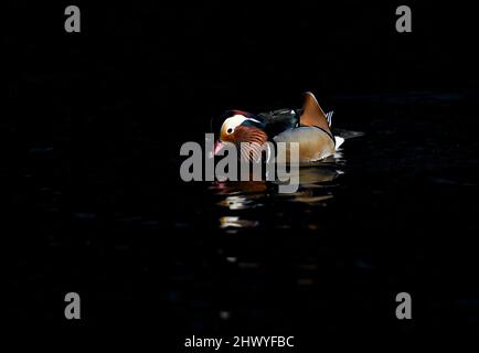 08 March 2022, Hessen, Frankfurt/Main: Snakes dance at the Jacobiweiher ...