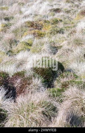 Tufts of moorland grasses & moss creating almost abstract patterns in ...