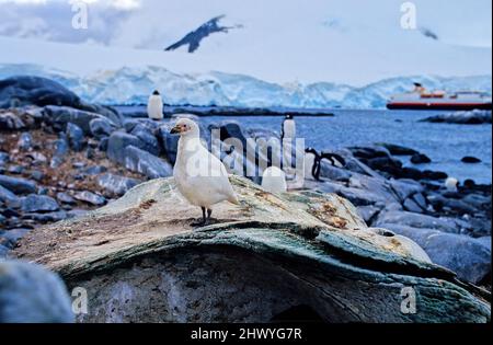 Snowy sheathbill also known as the greater sheathbill, pale- faced ...