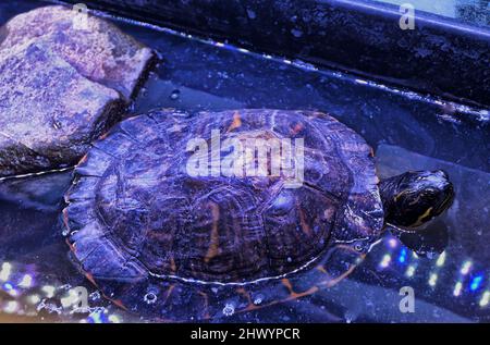 North American Yellow-bellied Turtle (Trachemys scripta scripta). Rear ...