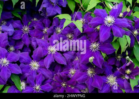 Decorative big purple clematis flowers blooms in the garden Stock Photo ...