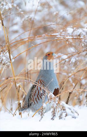 A Hungarian Partridge during the winter in North Dakota Stock Photo - Alamy