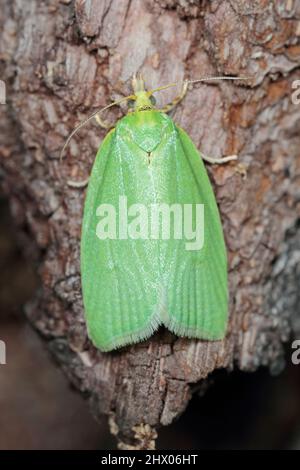 Green Oak Tortrix Moth caterpillar Tortrix viridana hanging from a silk ...