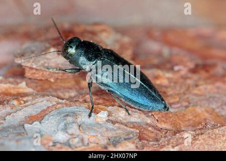 Buprestidae is a family of beetles known as jewel beetles or metallic ...