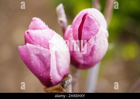 Magnolia petal with dew Stock Photo - Alamy