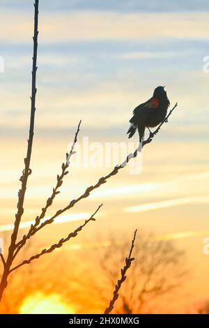 Red winged blackbird on willow, , Iona Beach Regional Park, Richmond ...
