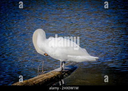 White swan standing on water's edge Stock Photo - Alamy