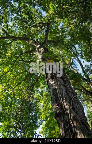 Crabwood tree or Andiroba tree (Carapa guianensis Stock Photo - Alamy