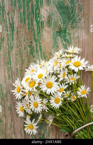 Bouquet chamomile daisies in door handle fence old wooden boards with ...