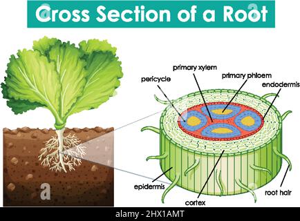 Diagram showing cross section of a root illustration Stock Vector Image ...