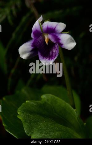 Native or Ivy Leaf Violets (Viola Hederacea) are one of my favourite ...