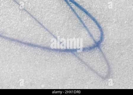 Rushes, Juncus sp., casting graceful shadows on Hall Lake, Ott ...