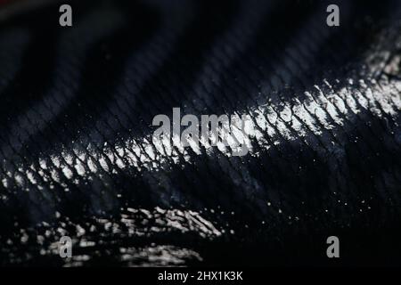 Striped coloring of skin mackerel fish close up.Texture of mackerel ...