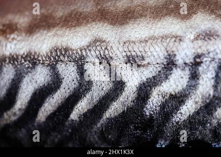 Striped coloring of skin mackerel fish close up.Texture of mackerel ...