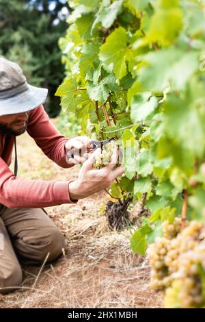 Ripe grapes on a wine growing in the garden Stock Photo - Alamy