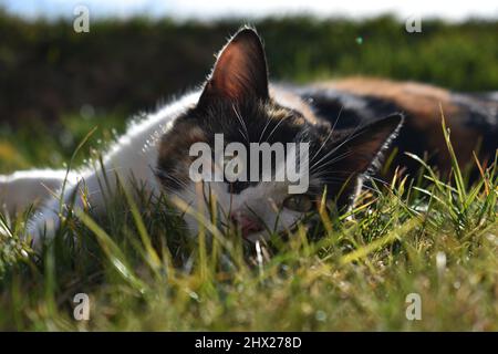 cat catching sun Stock Photo - Alamy