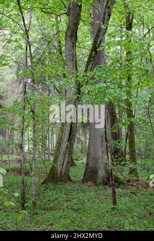 Deciduous stand with hornbeams and spruce tree Stock Photo - Alamy