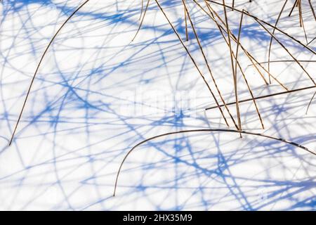 Rushes, Juncus sp., casting graceful shadows on Hall Lake, Ott ...