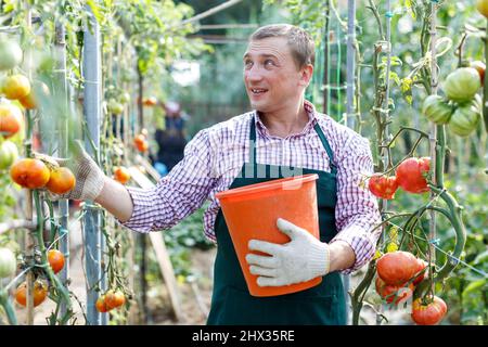 Caucasian farmer picking fresh tomatoes from his hothouse Stock Photo ...