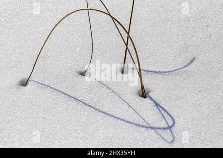 Rushes, Juncus sp., casting graceful shadows on Hall Lake, Ott ...