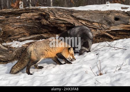 Red Fox (Vulpes vulpes) and Silver Fox Sniff In Snow Winter - captive ...