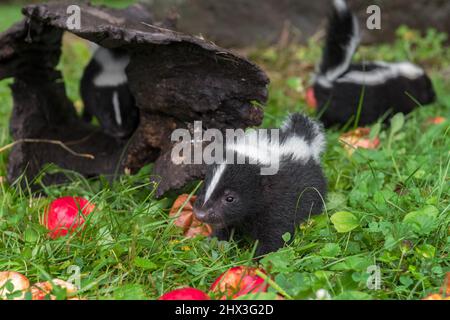 Striped Skunk (Mephitis mephitis) Kits Clamber About Log Summer ...