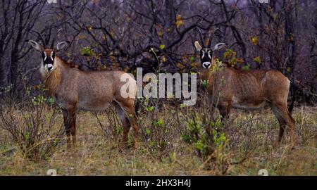 African Antelope are the prey animals for the big cats of the plains ...