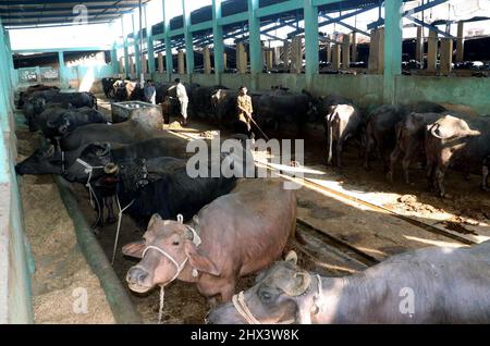 Lumpy disease that is caused by lumpy skin disease virus, a member of ...