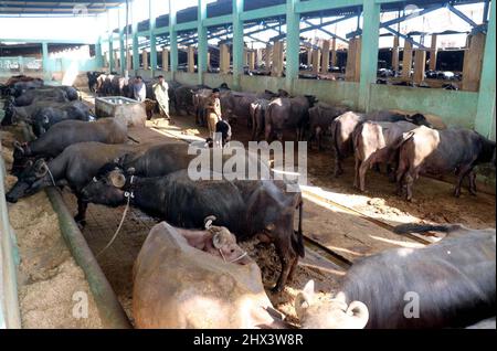 Lumpy disease that is caused by lumpy skin disease virus, a member of ...