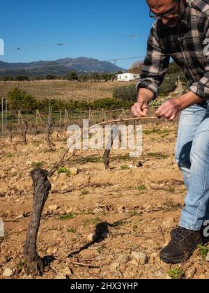 The winegrower ties the new shoot to the wire after pruning ...
