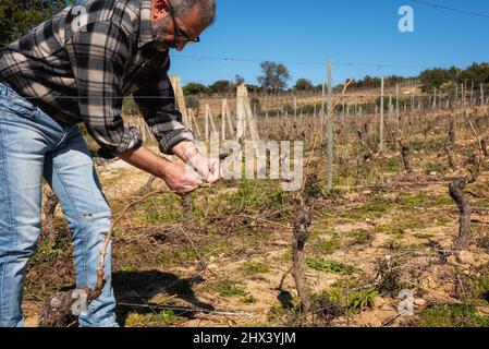 The winegrower ties the new shoot to the wire after pruning ...