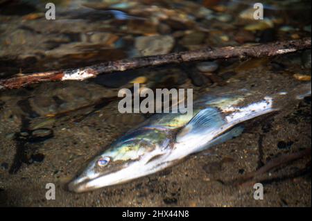 Dead salmon decaying in a river=, in British Columbia Stock Photo - Alamy