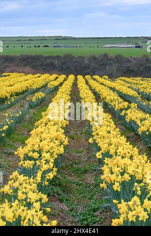Daffodils in flower in a field. The flower is a source of galantamine ...
