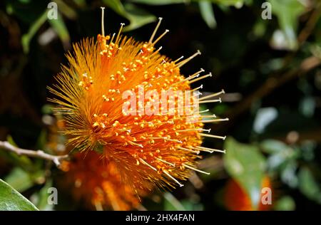 Yellow Powder Puff flower (Stifftia chrysantha Stock Photo - Alamy