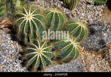 Cactus on desert garden, Rio Stock Photo - Alamy