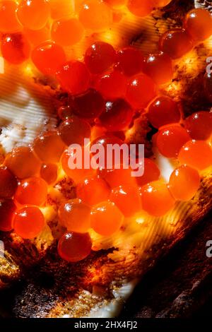 Red caviar for sandwiches, mediterranean delicacy, gourmet food. caviar ...