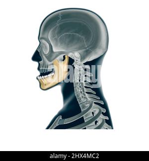 The bones of the jaw Stock Photo - Alamy