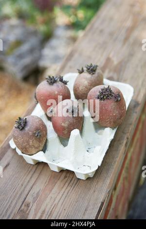 Grow crisps potatoes Stock Photo - Alamy